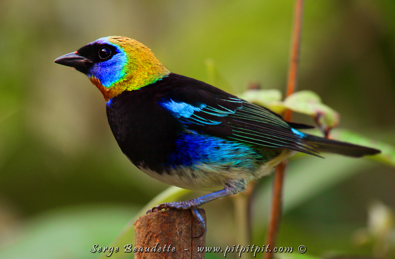 COSTA RICA 2014 (février) #2 - Voyages ornithologiques Serge Beaudette