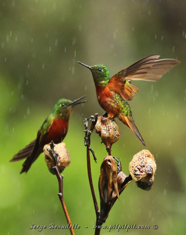 Archives des Équateur 2015 - Voyages ornithologiques Serge Beaudette