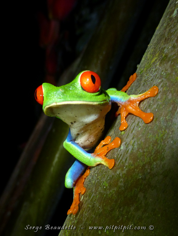 COSTA RICA 2013 (décembre) #6 - Voyages ornithologiques Serge Beaudette