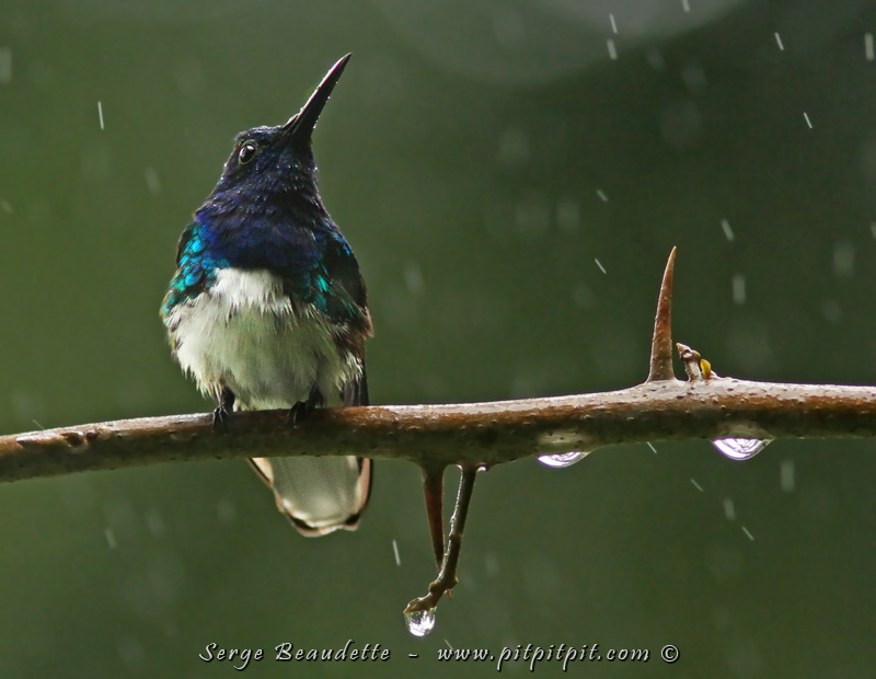 Costa Rica 2015 (mars) - #2 - . .Voyages ornithologiques Serge Beaudette