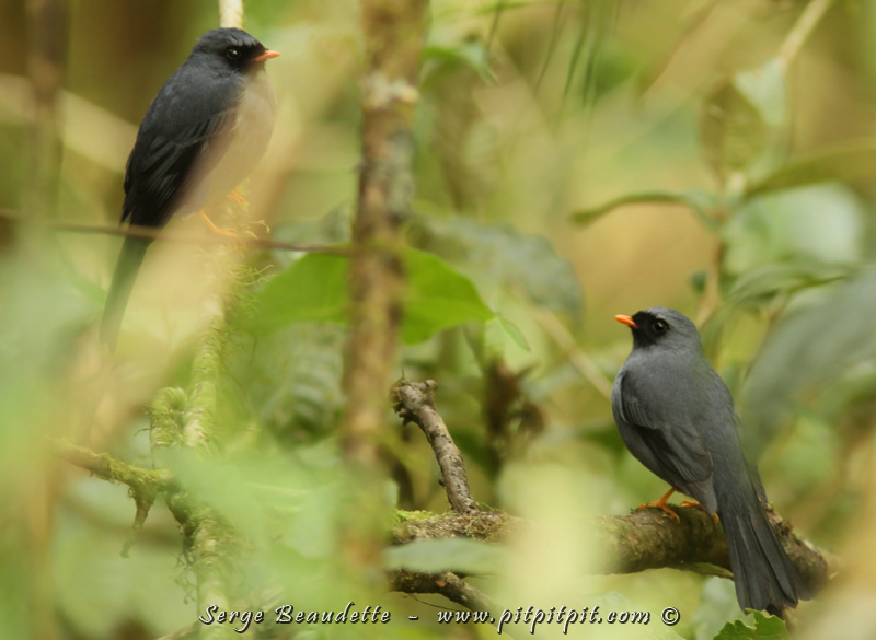Costa Rica 2016 (février) - 15 - Voyages ornithologiques Serge Beaudette