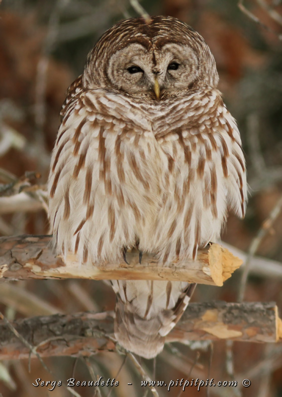 "CHOUETTES" moments au QUÉBEC! (1 de 2) - Voyages ornithologiques Serge ...